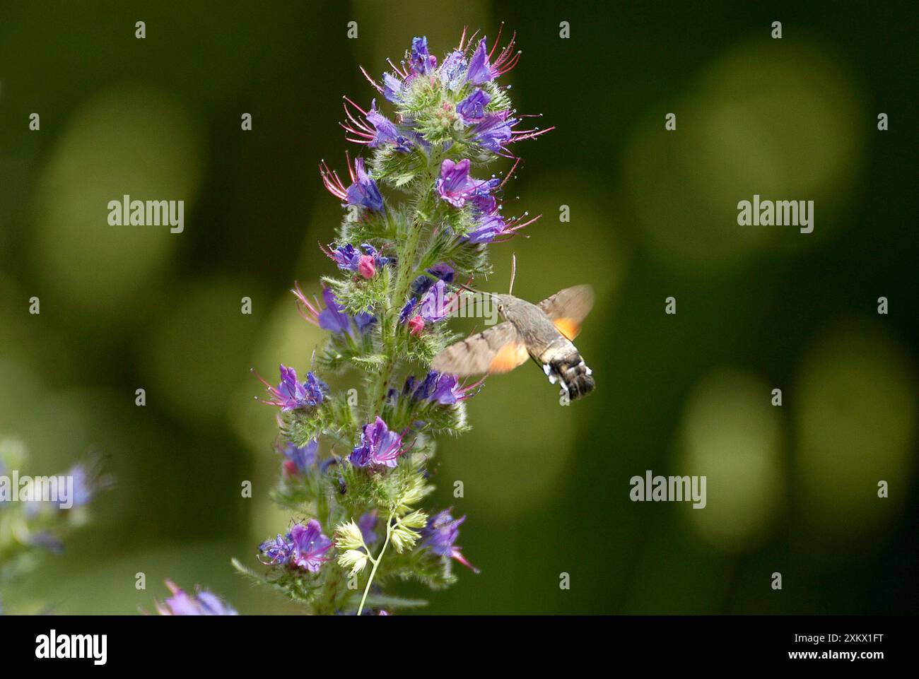 Hummingbird HAWK-MOTH - in flight, feeding on ViperÕs Stock Photo - Alamy