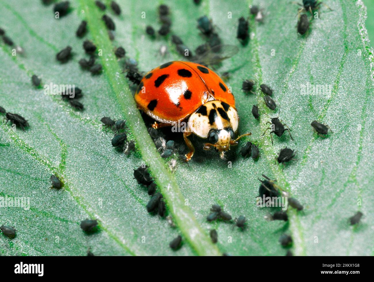 Ladybirds aphids close up uk hi-res stock photography and images - Alamy