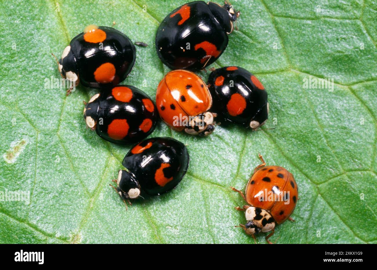 Harlequin LADYBIRD - Range of colour morphs Stock Photo - Alamy