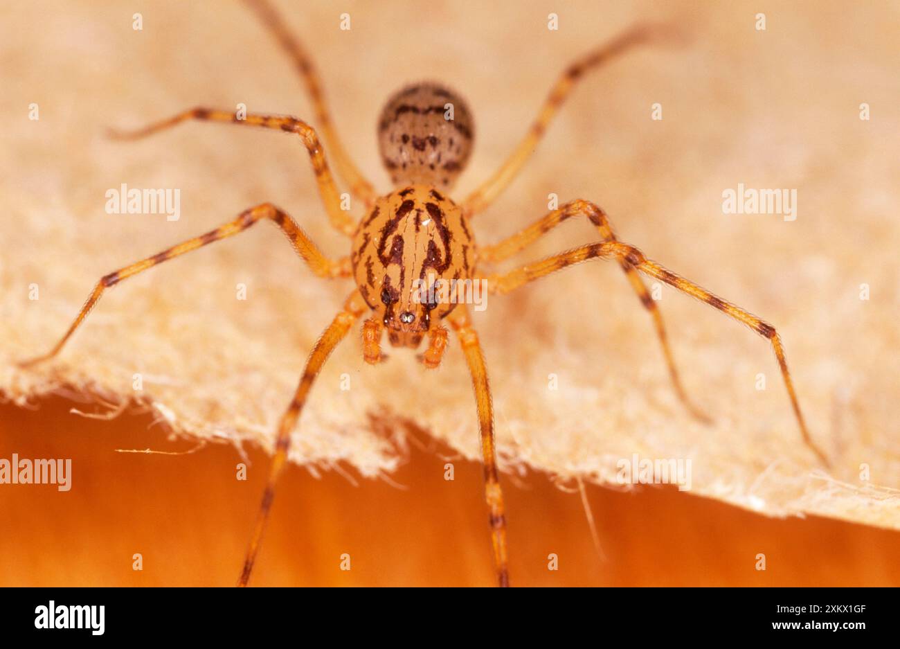 Domed forehead hi-res stock photography and images - Alamy