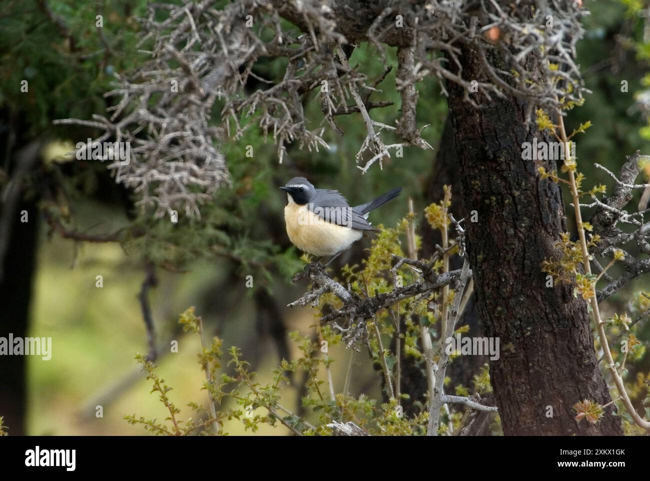 White phase turkey hi-res stock photography and images - Alamy