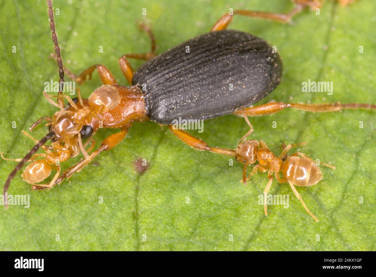 Adult Bombadier Beetle being attacked by yellow Stock Photo - Alamy