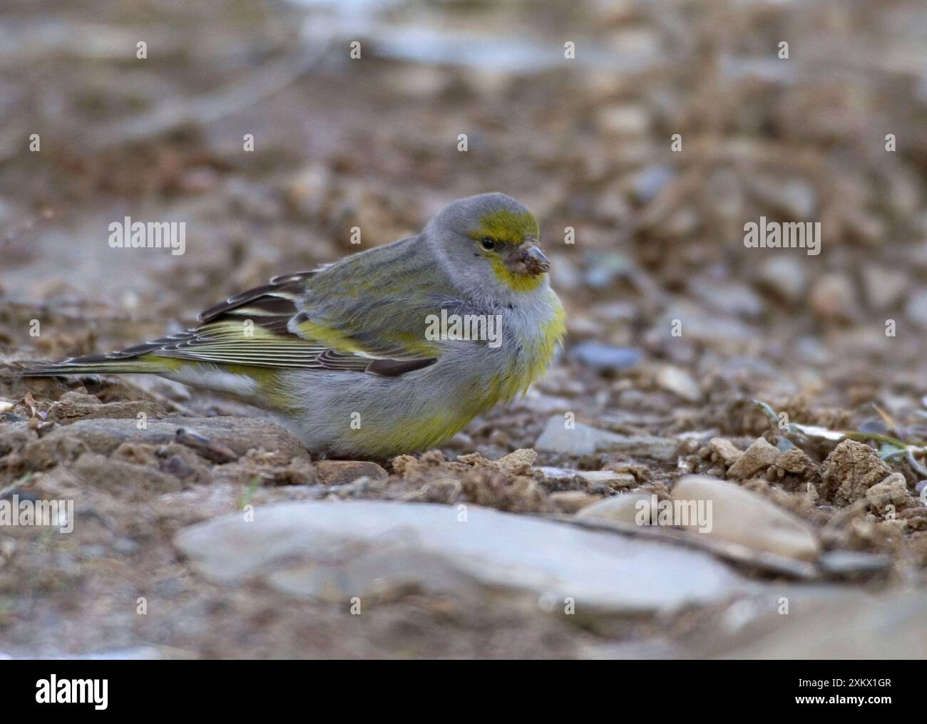 Citril finch hi-res stock photography and images - Alamy