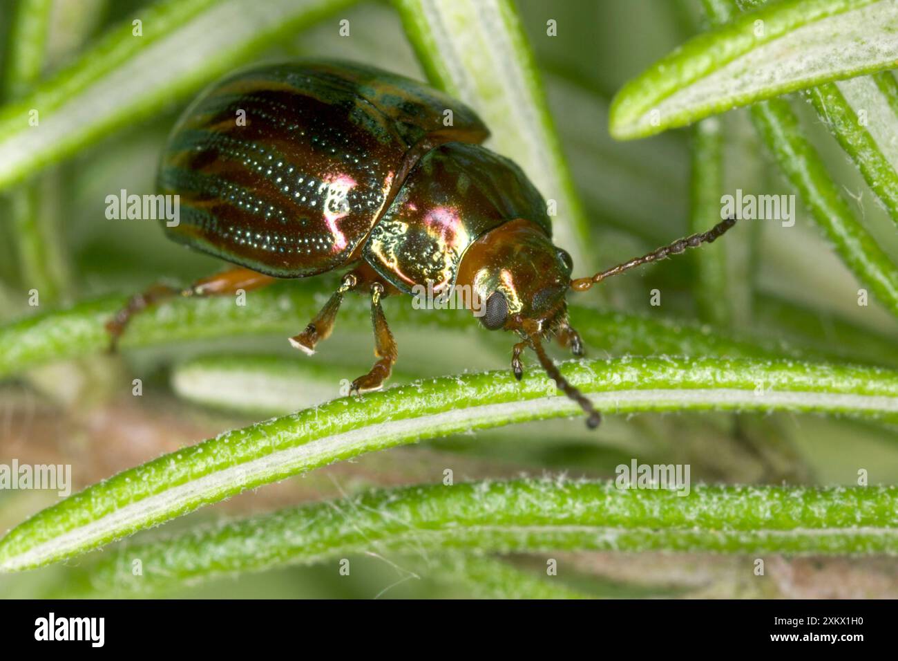 Leaf beetle species hi-res stock photography and images - Alamy