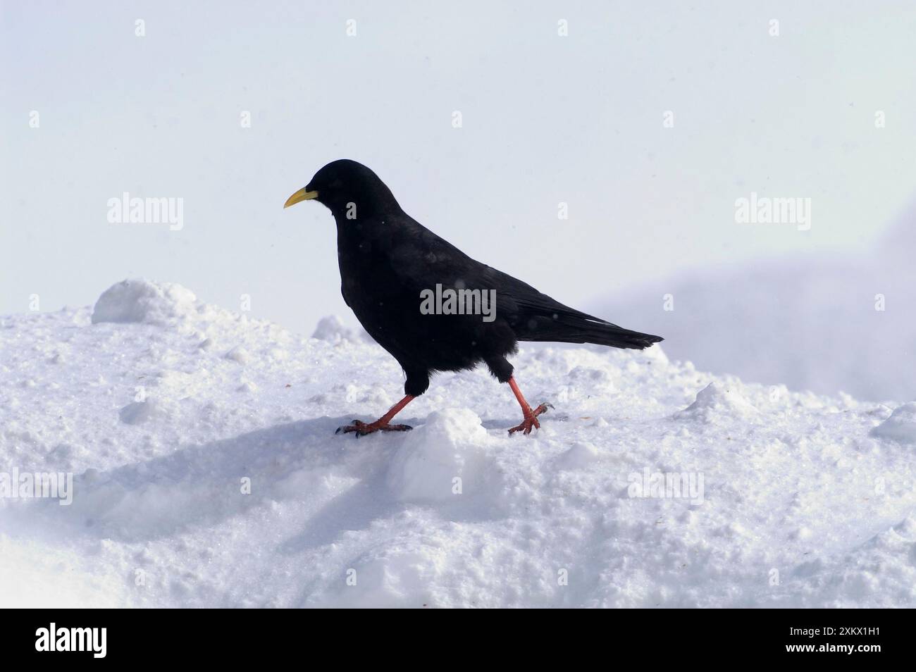 Alpine Chough, in falling snow Stock Photo - Alamy