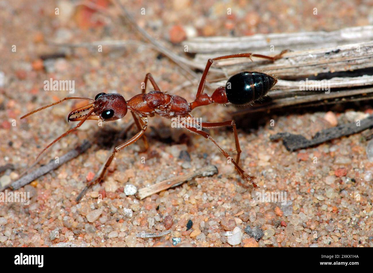 Bulldog Ant - Probably a queen, hunting on ground Stock Photo - Alamy