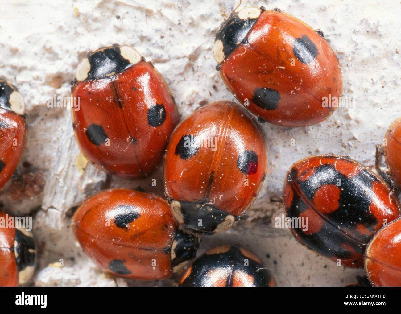 2-spot Ladybird - hibernating group Stock Photo - Alamy