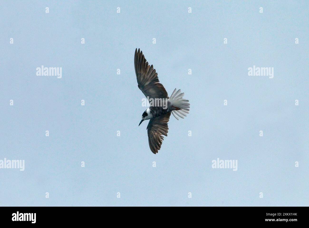 Black tern europe hi-res stock photography and images - Alamy