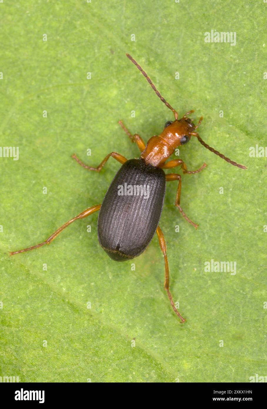 Bombardier beetle brachinus crepitans hi-res stock photography and ...