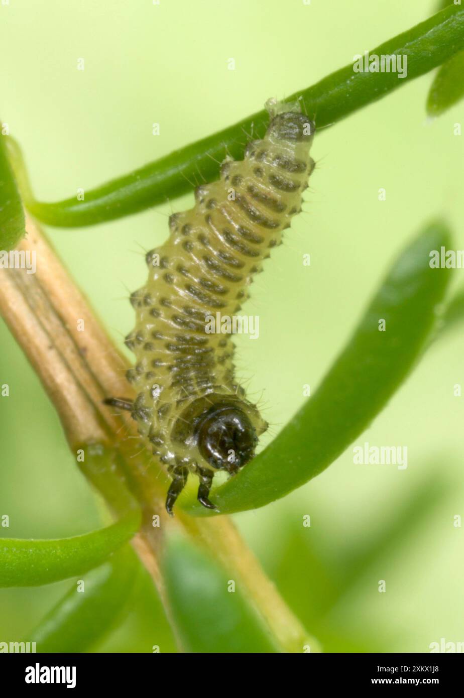 Heather beetle insect hi-res stock photography and images - Alamy