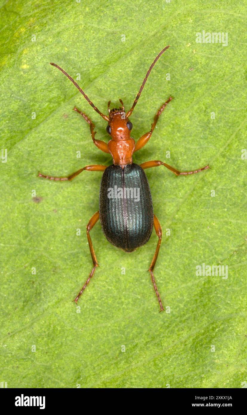 Bombadier beetle hi-res stock photography and images - Alamy