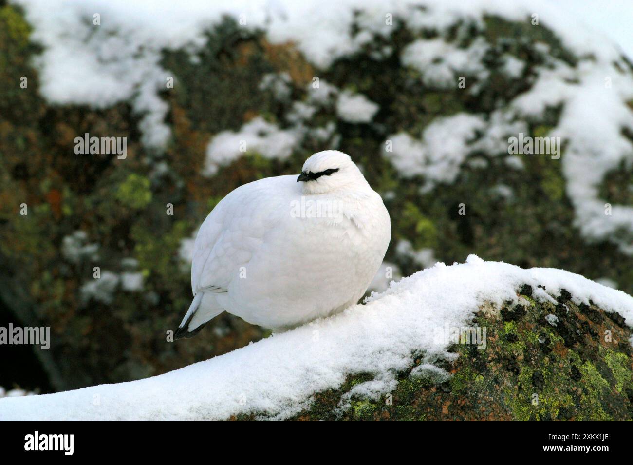Female winter animal bird hi-res stock photography and images - Alamy