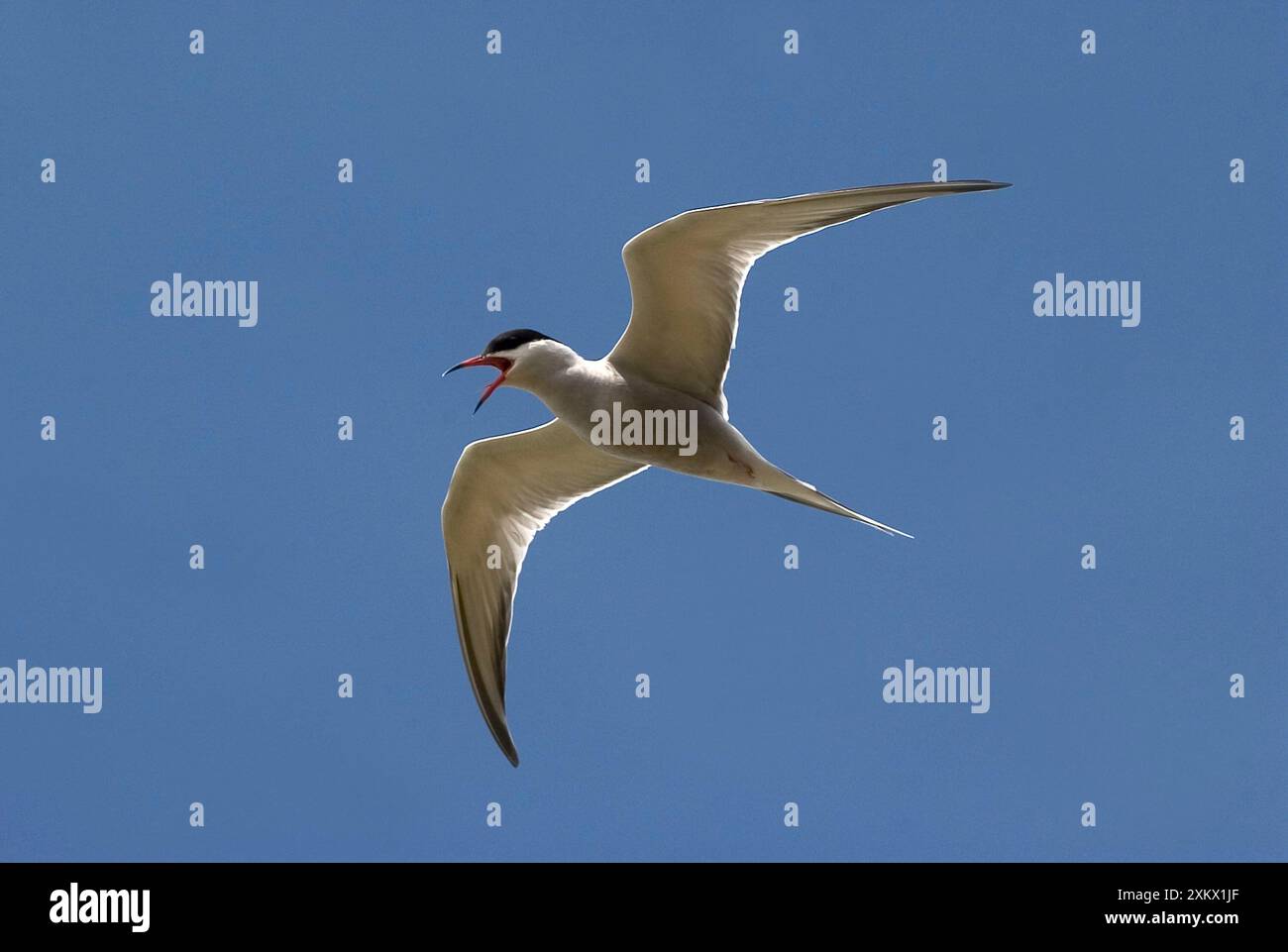 Common Tern - in flight Stock Photo - Alamy