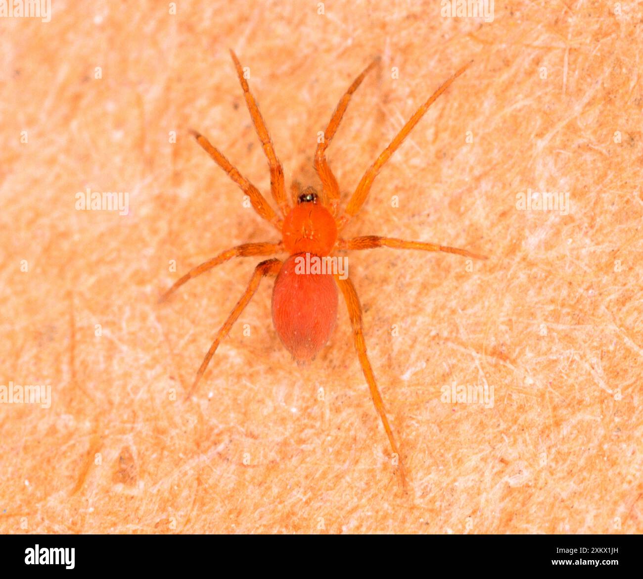 Tiny Bathroom Spider - Common in bathrooms in UK houses (only 2 mm long ...