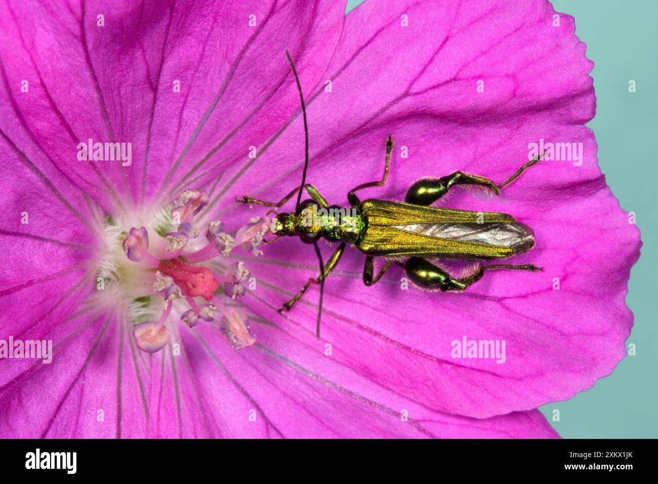 Pollen-feeding / Thick-legged Flower BEETLE - eating Stock Photo - Alamy