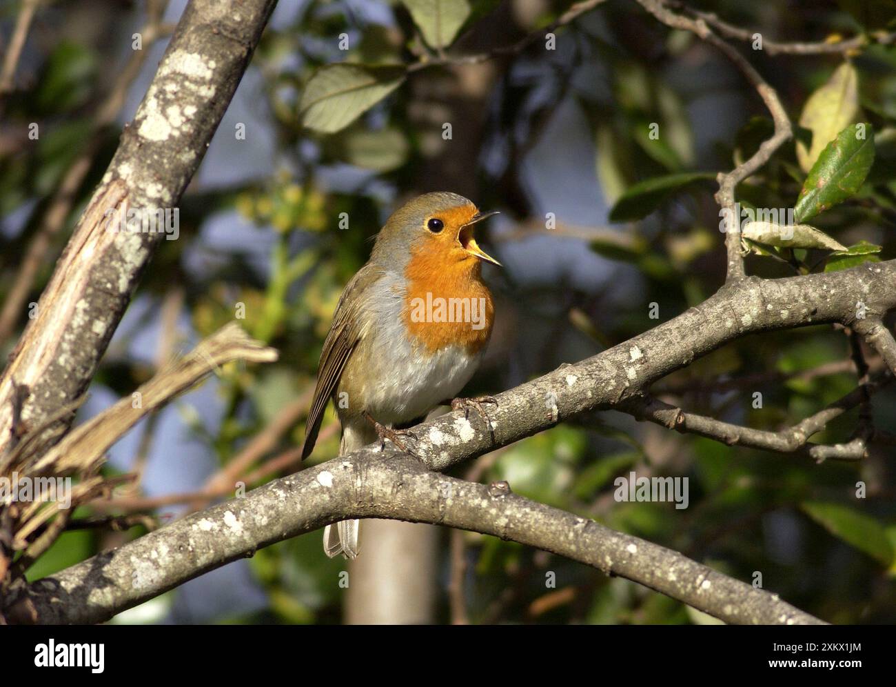 Singing robin bird hi-res stock photography and images - Alamy