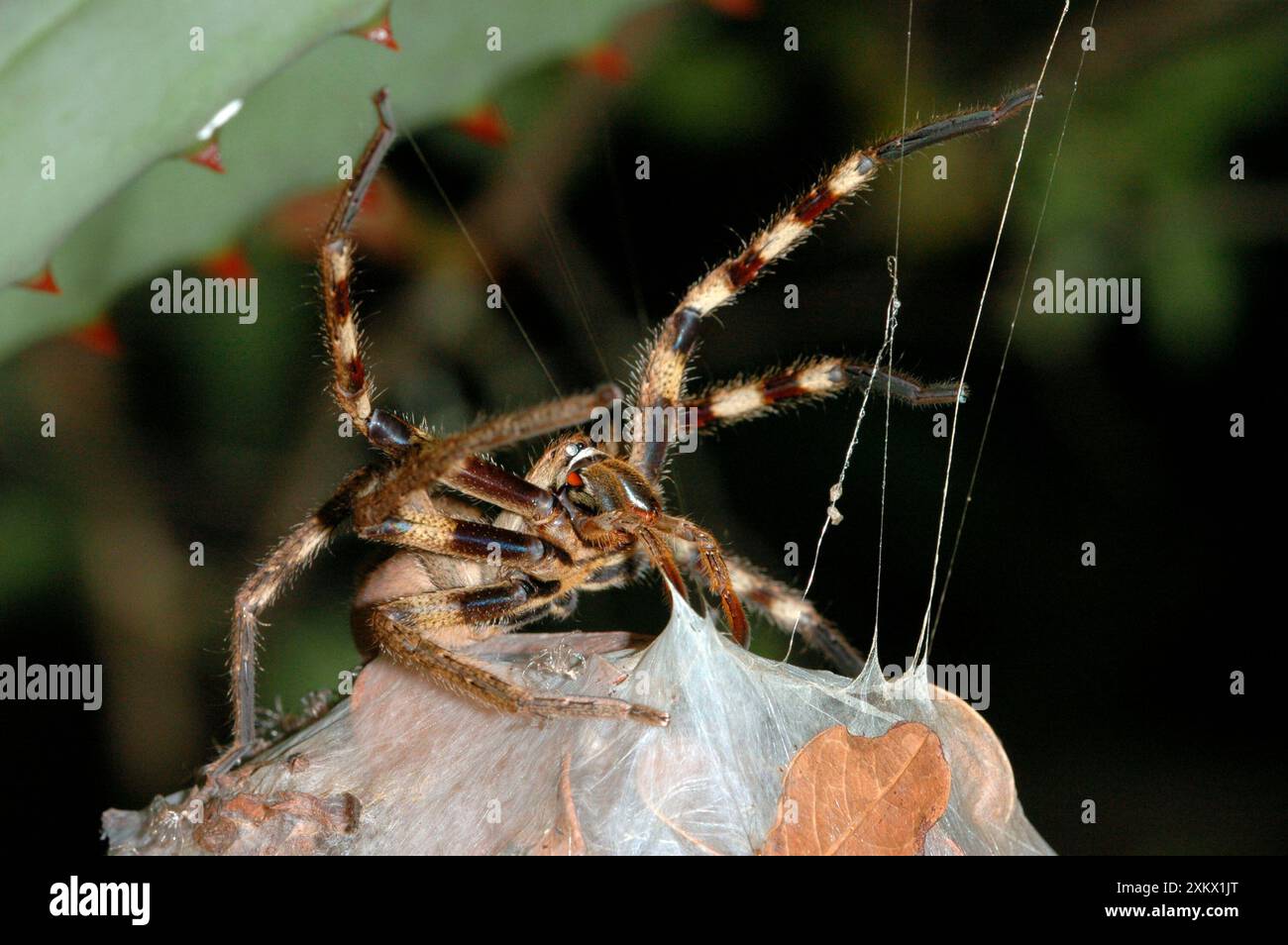 Rain Spider - Female guarding egg-sac suspended Stock Photo - Alamy