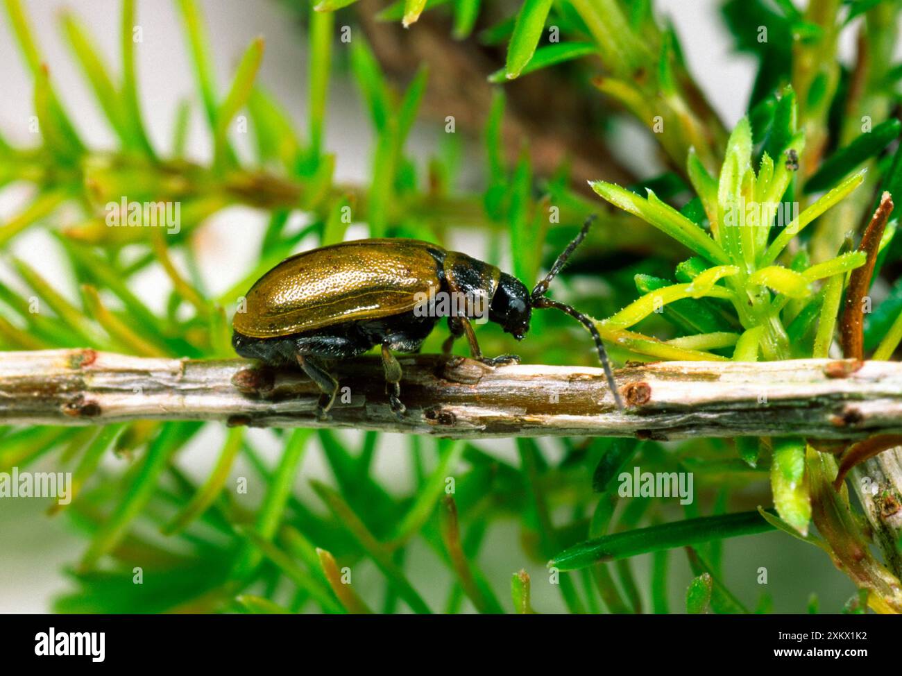 Heather BEETLE - on stem of Heather Stock Photo - Alamy