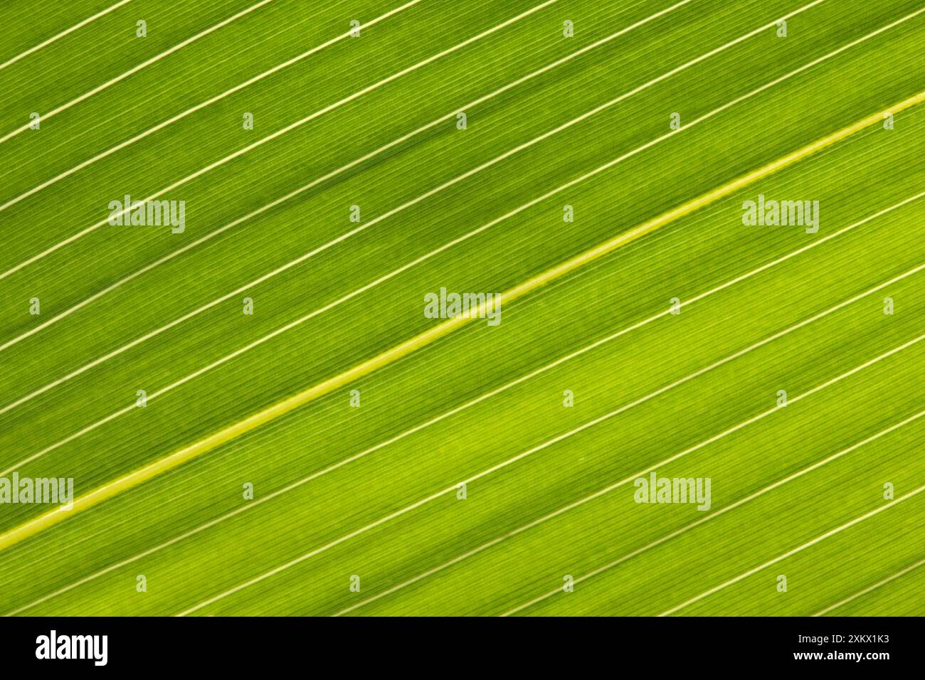 Chilean Bamboo - Close-up of parallel leaf veins Stock Photo - Alamy