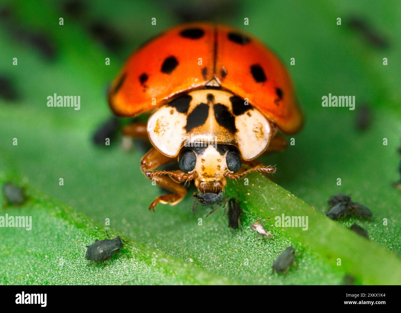 Harlequin Ladybird - Feeding on Aphids Stock Photo - Alamy Harlequin Ladybird - Feeding on Aphids Stock Photo - Alamy