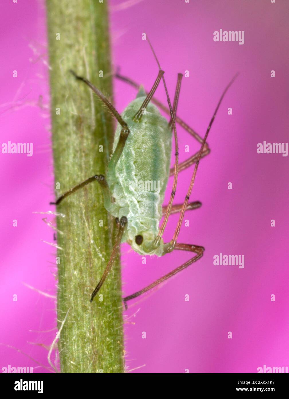 Peach-Potato Aphid / Common Greenfly - Single specimen Stock Photo - Alamy