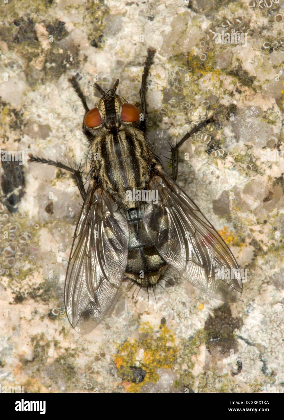 Adult Flesh Fly Stock Photo - Alamy