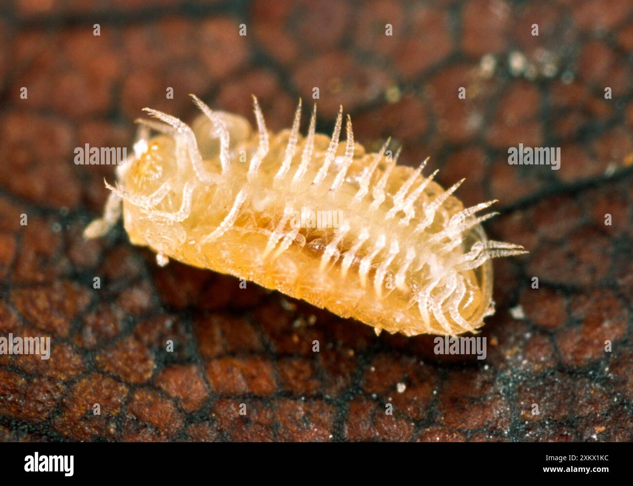 BritainÕs smallest millipede (3 mm in length Stock Photo - Alamy