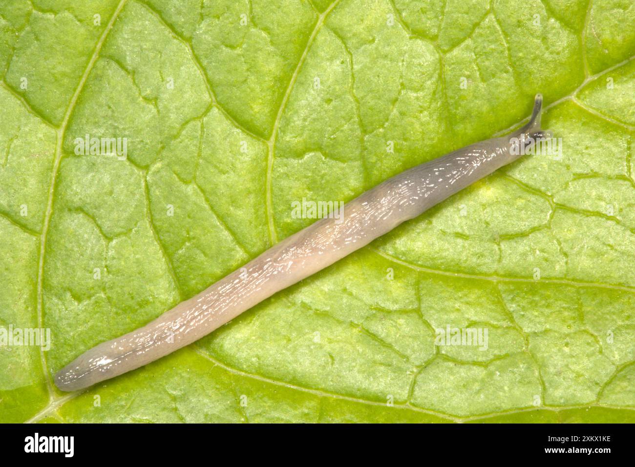 Worm slug uk hi-res stock photography and images - Alamy