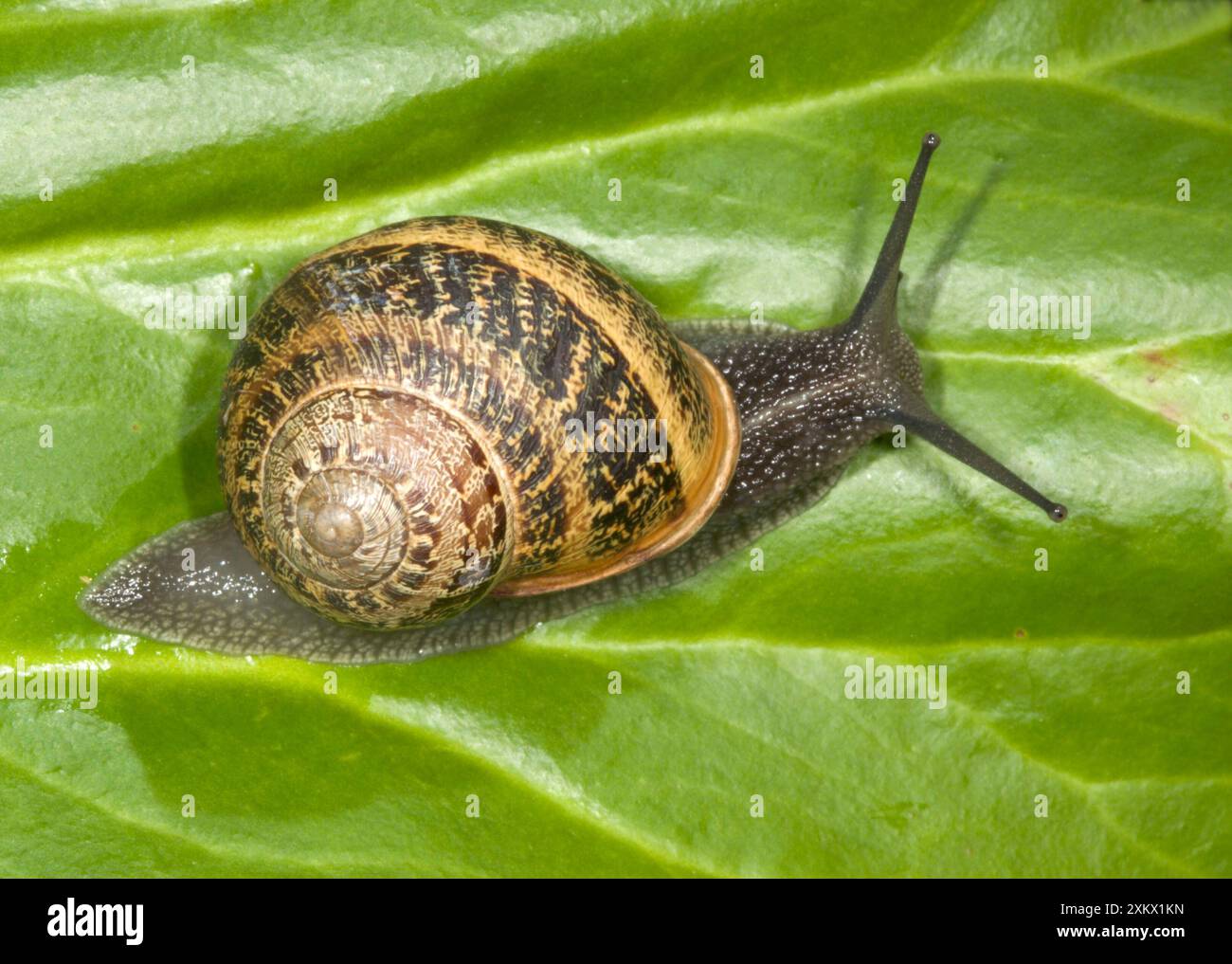Brown garden snails hi-res stock photography and images - Alamy