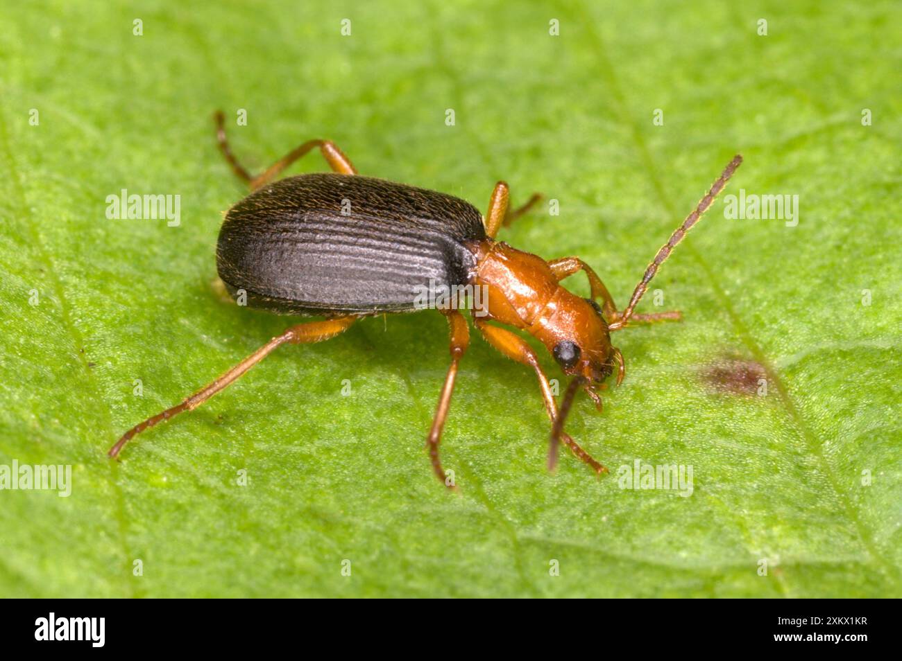 Brachinus beetle hi-res stock photography and images - Alamy