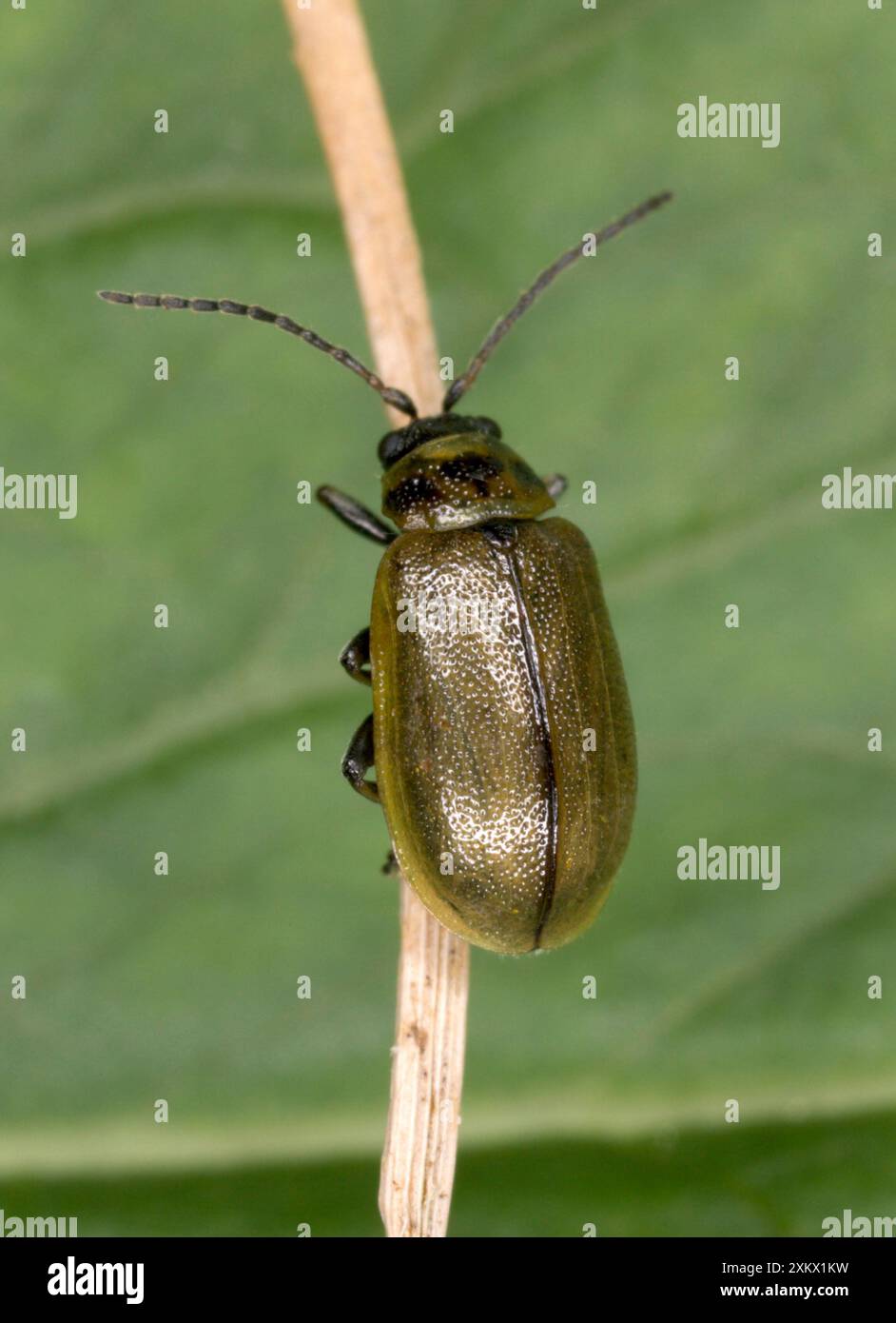 Heather beetle hi-res stock photography and images - Alamy