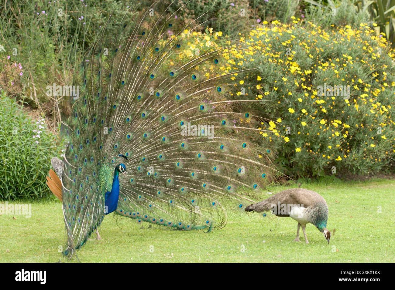 Peahen bird hi-res stock photography and images - Alamy