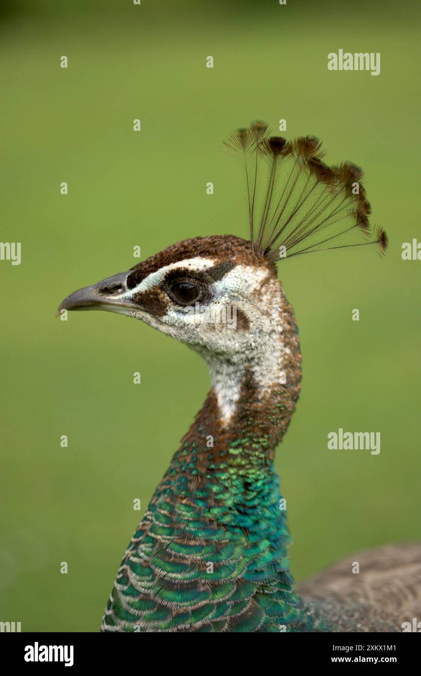 Peahen bird hi-res stock photography and images - Alamy