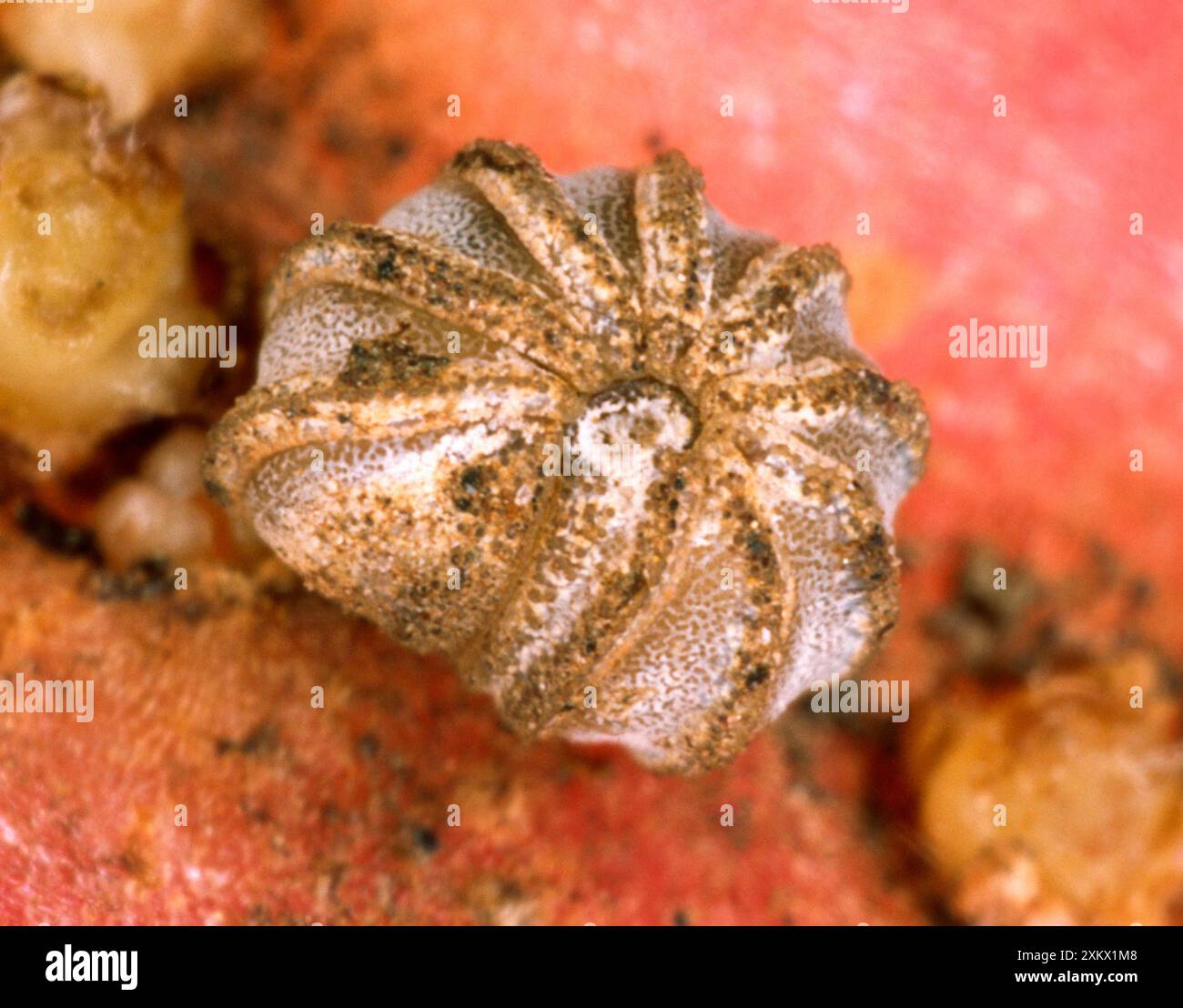 Millipede - BritainÕs rarest species rolled into a ball Stock Photo - Alamy