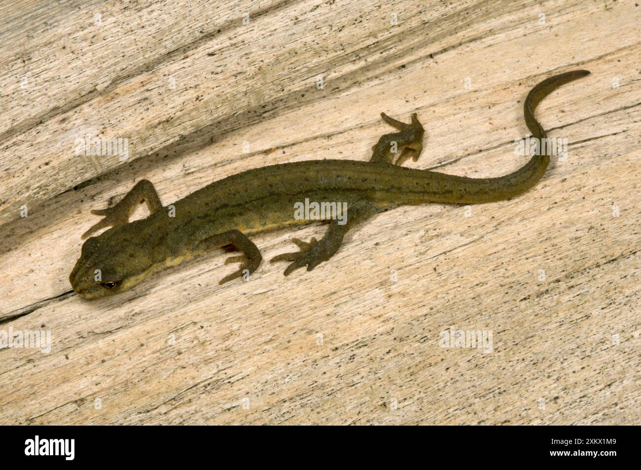 Young Common / Smooth Newt - Shows characteristic Stock Photo - Alamy