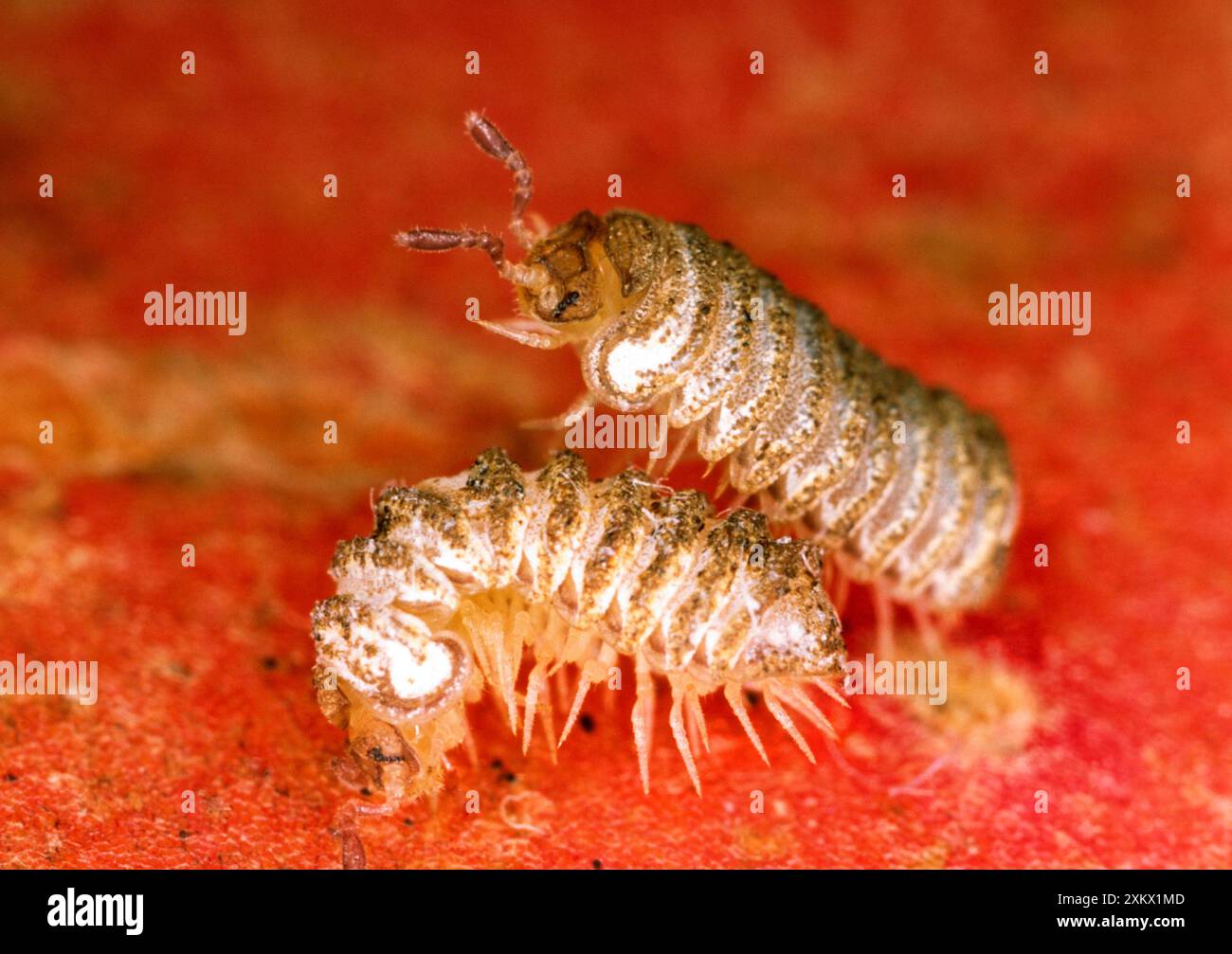 Rarest species hi-res stock photography and images - Alamy