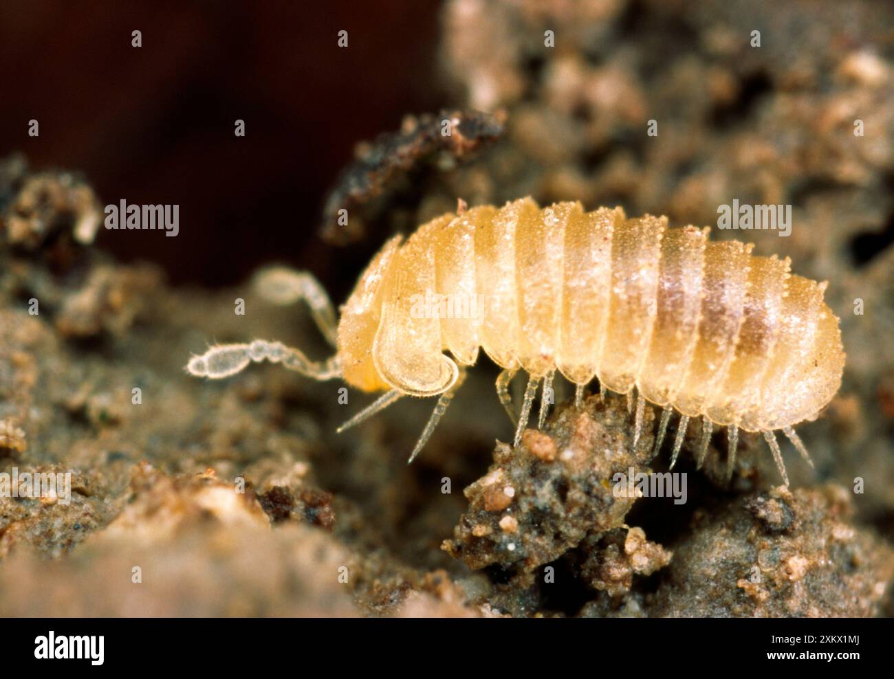 BritainÕs smallest millipede - 3 mm in length Stock Photo - Alamy
