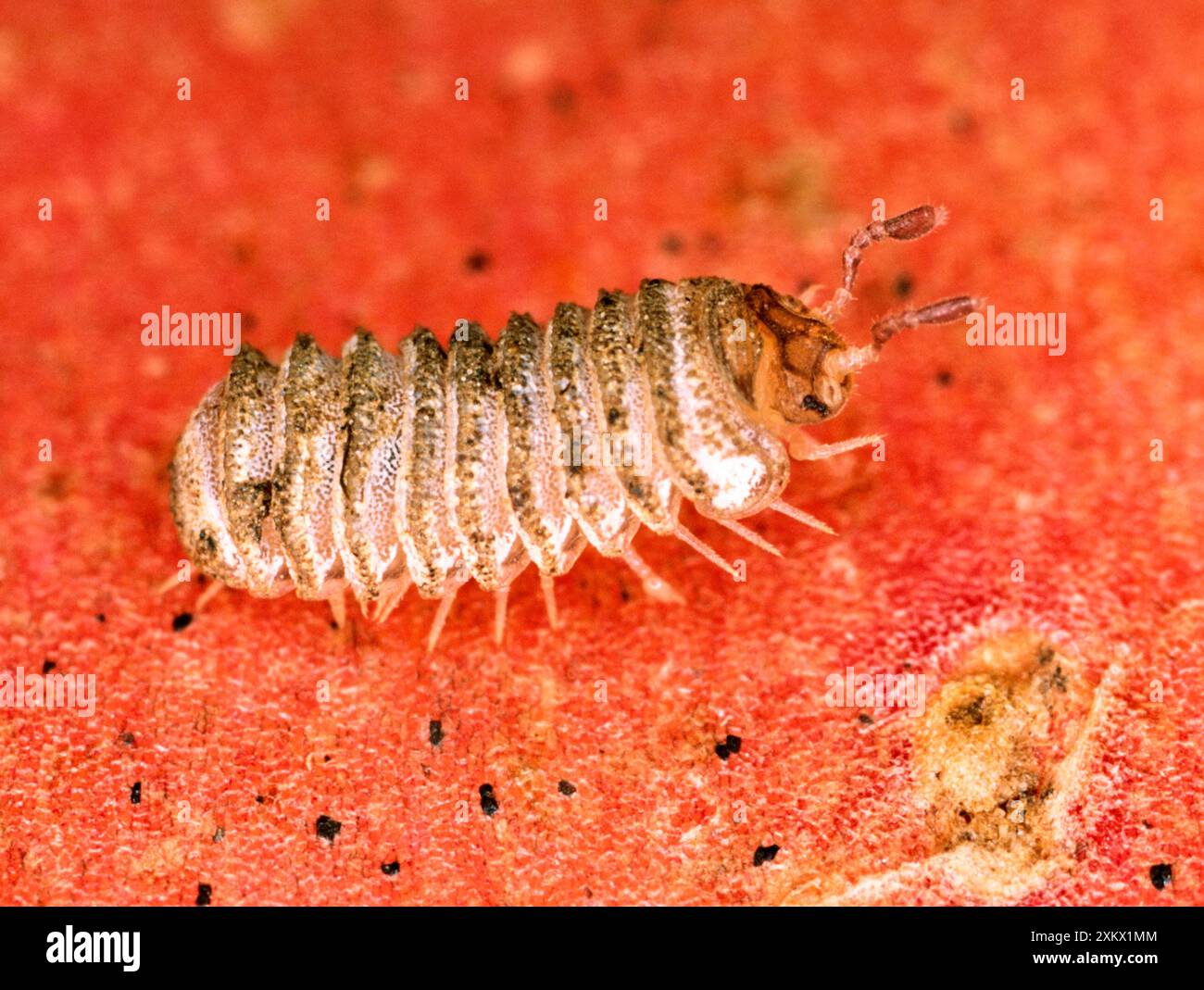 Rarest insect hi-res stock photography and images - Alamy
