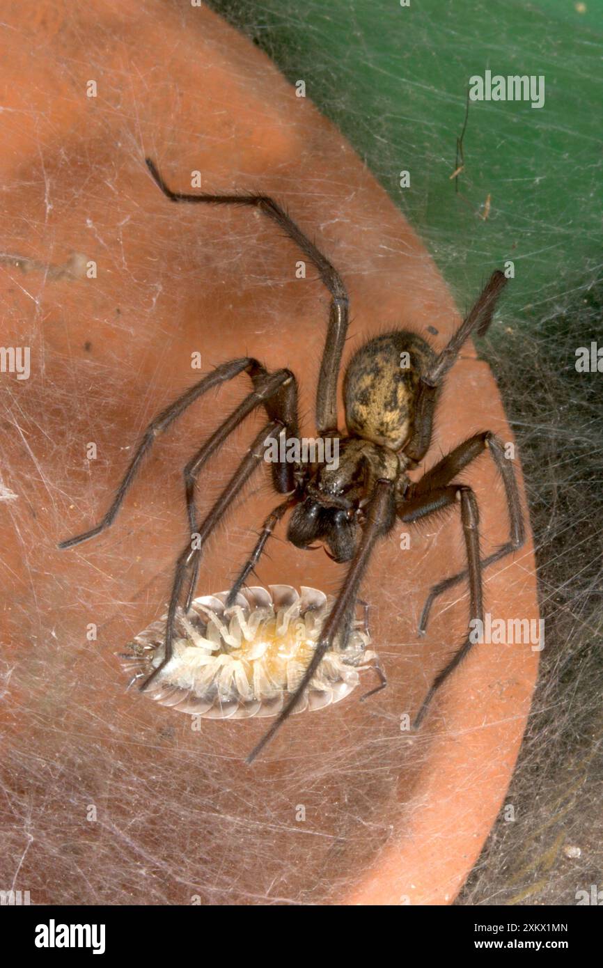 Common european house spider hi-res stock photography and images - Alamy