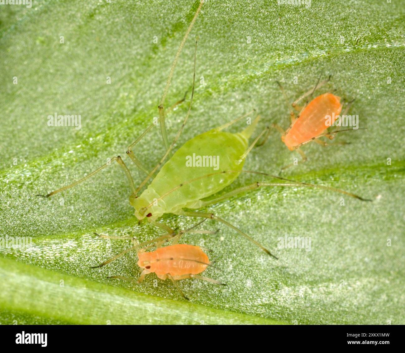 Peach-Potato Aphid / Common Greenfly - Mother with Stock Photo - Alamy