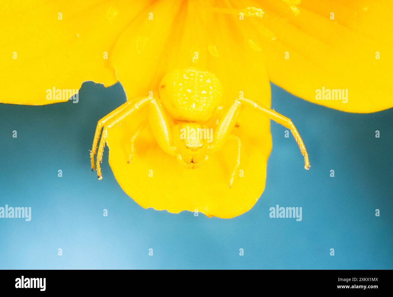 White Death Crab Spider - Spider changes colour Stock Photo - Alamy
