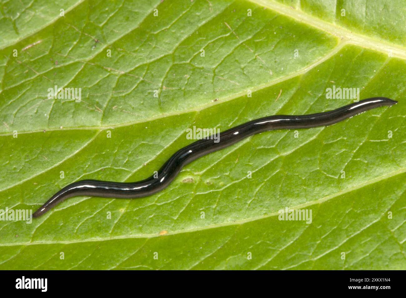 Snake-headed Flatworm (3 cm in length Stock Photo - Alamy