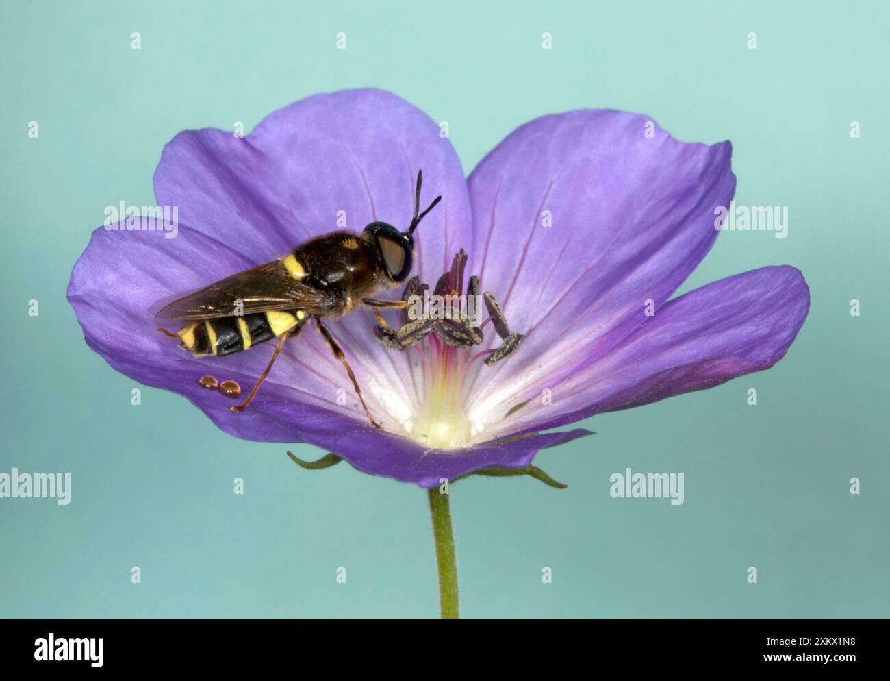 Soldier Fly - Feeding on nectar in purple flower Stock Photo - Alamy