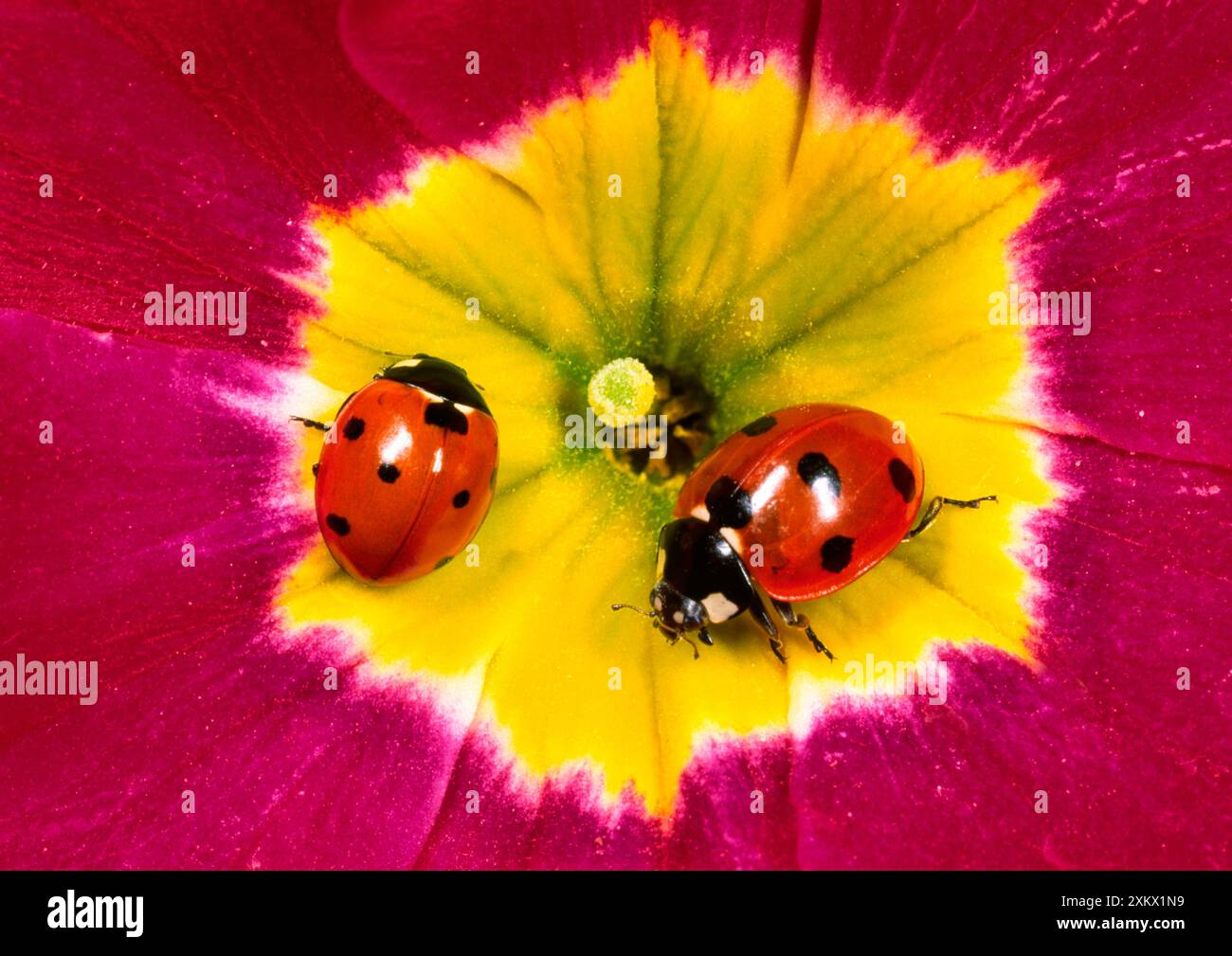 With pair of ladybirds hi-res stock photography and images - Alamy
