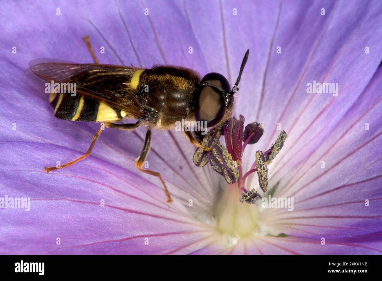 Soldier Fly - Feeding on nectar in purple flower Stock Photo - Alamy