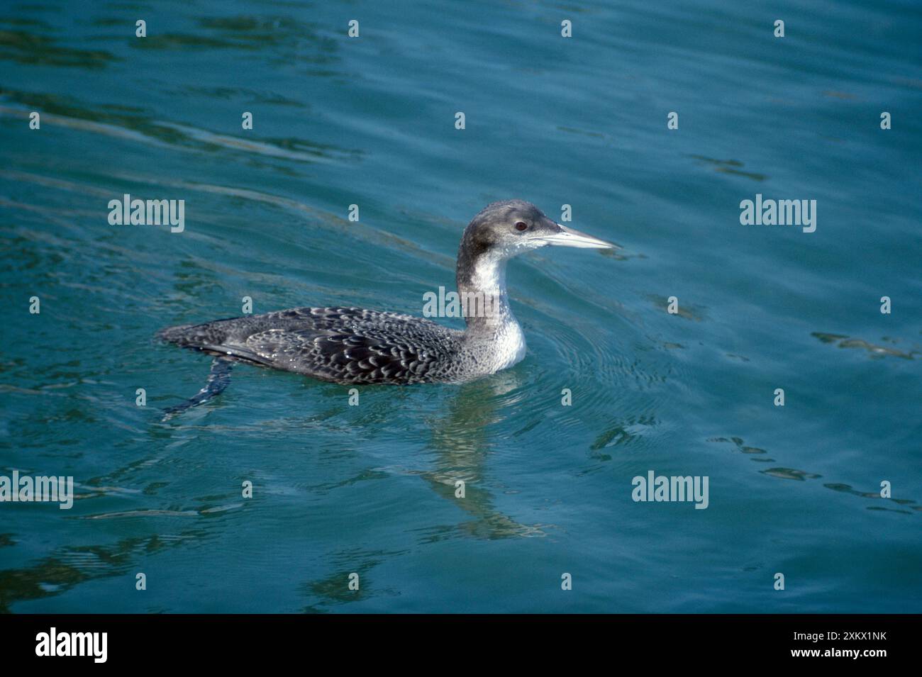 Common Loon / Great Northern Diver Stock Photo - Alamy