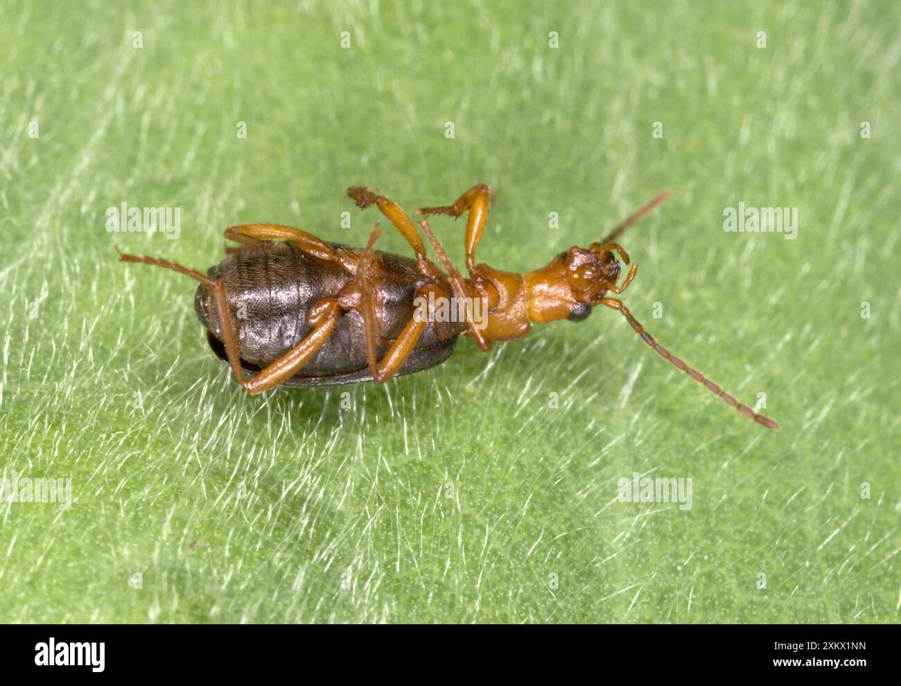 Dead beetle hi-res stock photography and images - Alamy