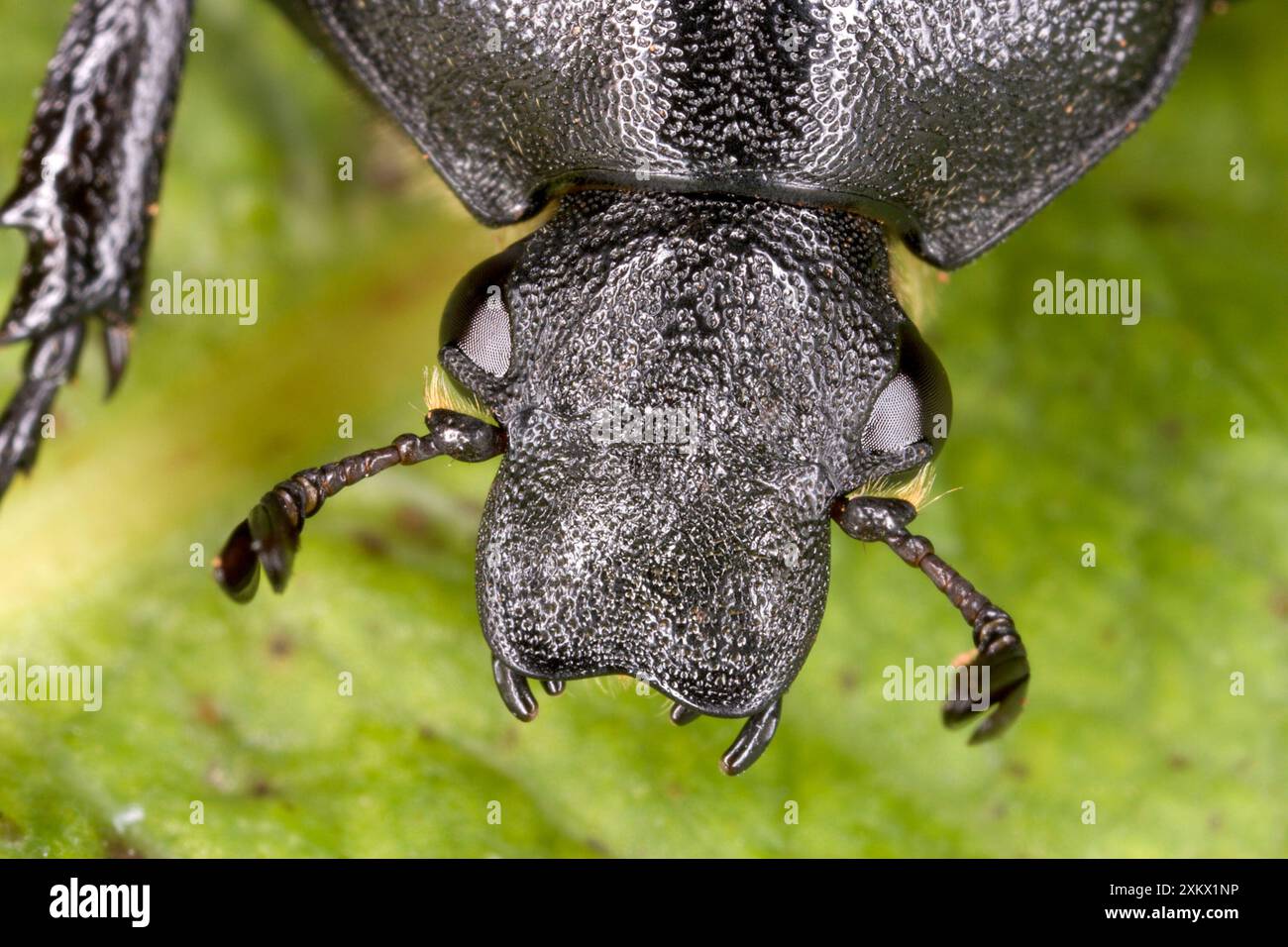 Oak anatomy hi-res stock photography and images - Alamy