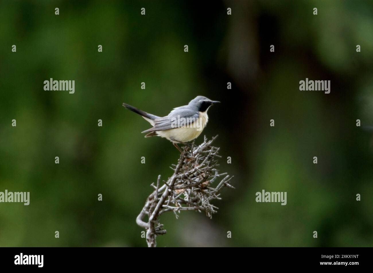 White phase turkey hi-res stock photography and images - Alamy