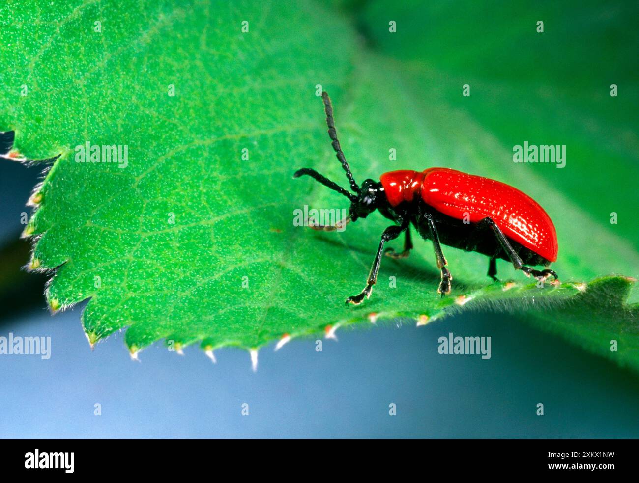 Leaf beetle beetle hi-res stock photography and images - Alamy